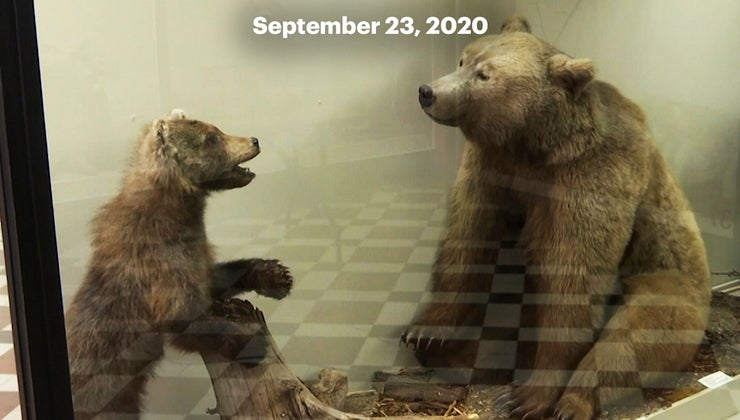 Meet a Bear | WORLD Watch