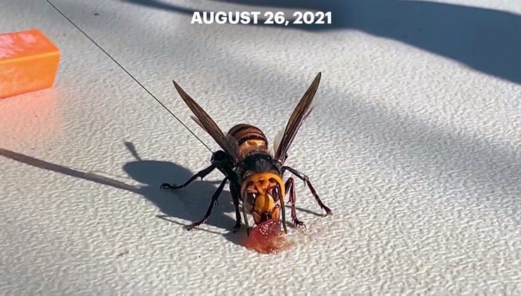 Murder Hornets | WORLD Watch