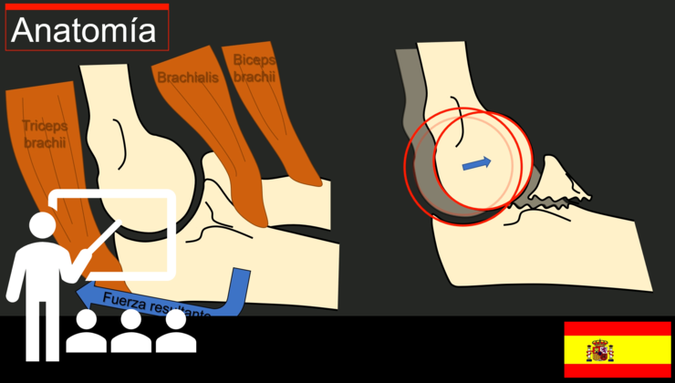 Comprendiendo las Fracturas de Apófisis Coronoides.