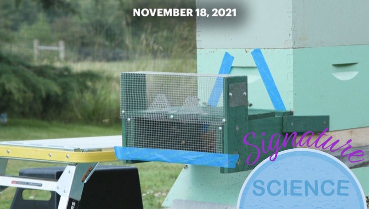 Screaming Bees | WORLD Watch