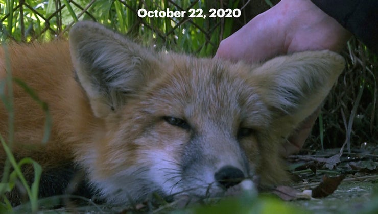 Teaching Foxes Domestic Behavior | WORLD Watch Schools