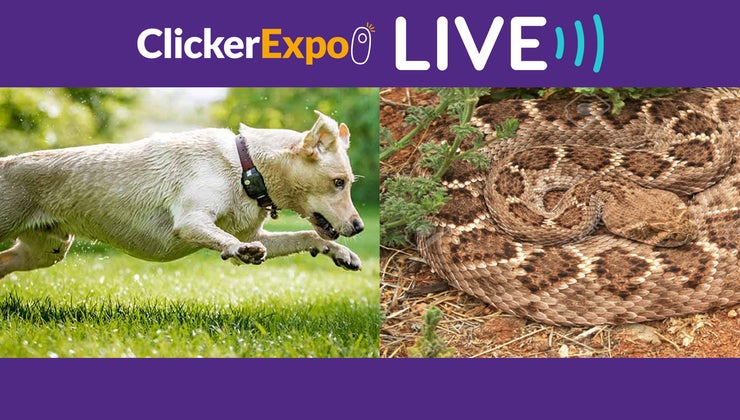 Snakes on the Plain! Snake-Avoidance Training Using Positive Reinforcement | Video on Demand by ...