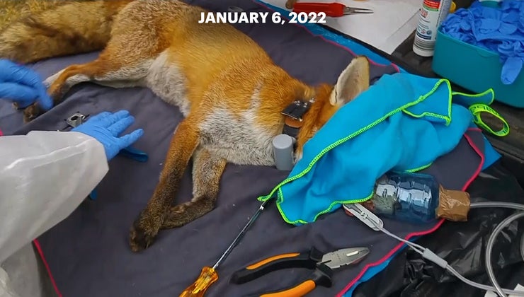 Urban Fox | WORLD Watch