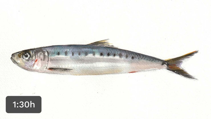 Form and Shine for Watercolour Fish
