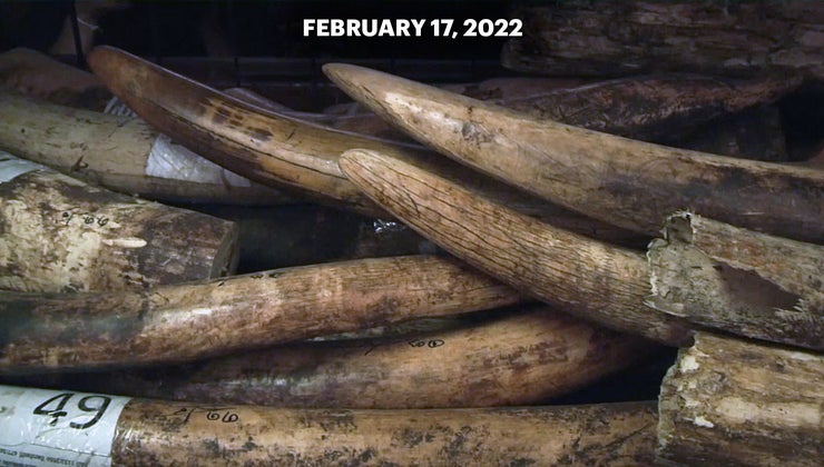 Ivory Poaching | WORLD Watch