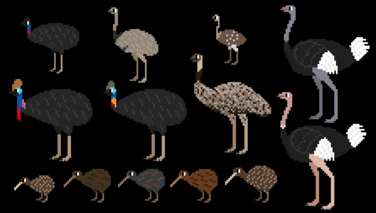 Ratites | The Kids' Picture Show