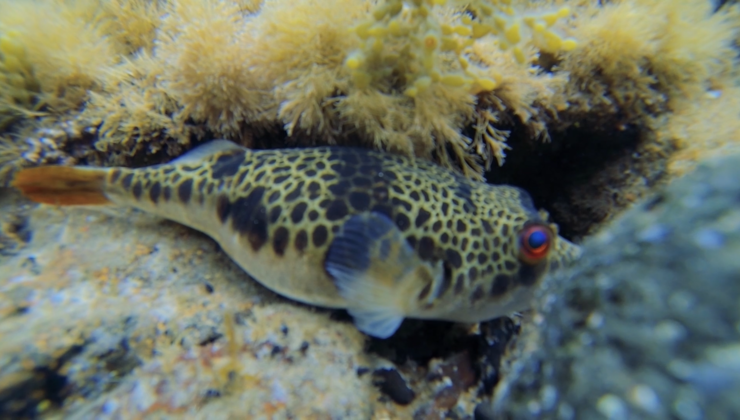 Smooth Toadfish | Adventist Review TV