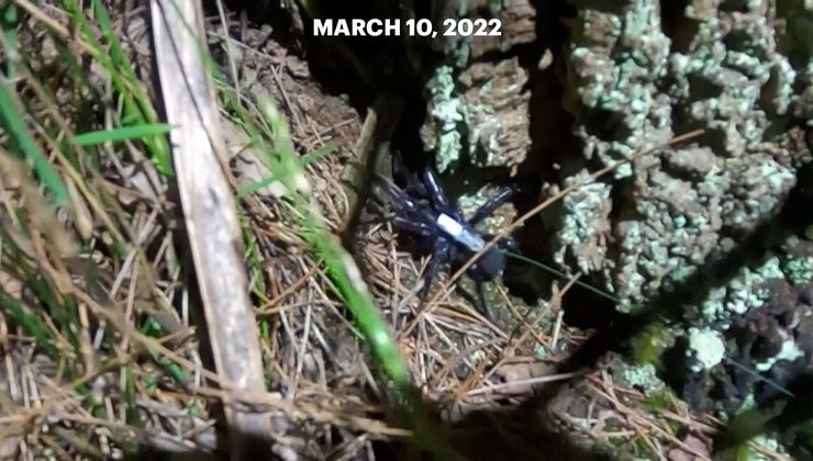 Funnel Spider | WORLD Watch