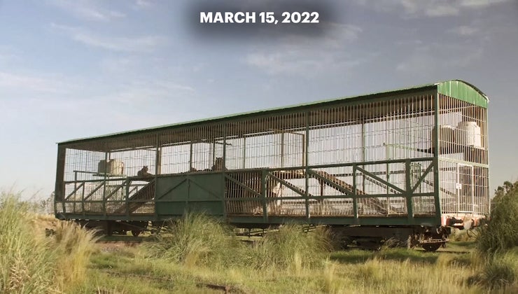 Tiger Rail | WORLD Watch