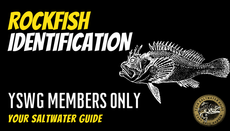 Rockfish Identification | Your Saltwater Guide