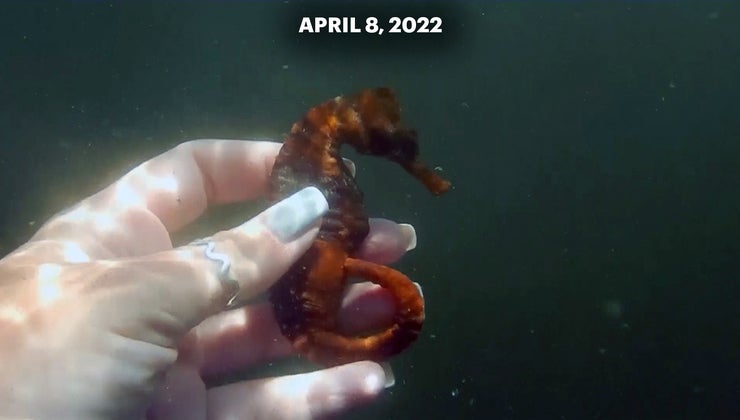 Seahorse Project | WORLD Watch