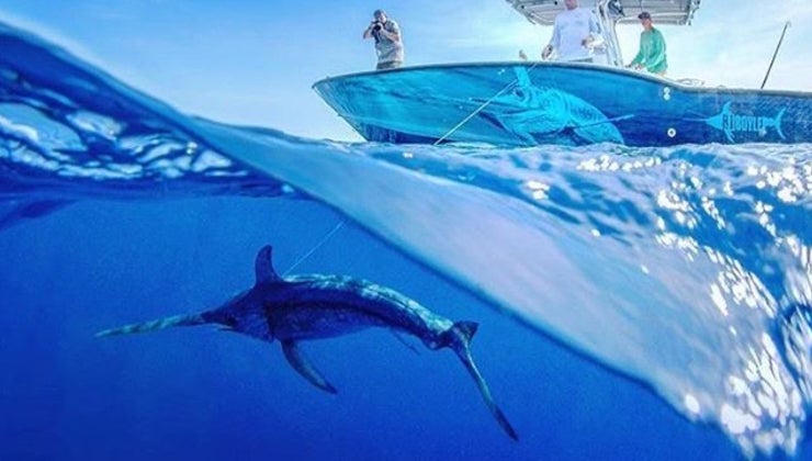 Swordfish In Session | The Crew Platform