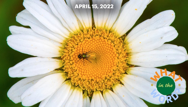 What in the Word: Fresh as a Daisy | WORLD Watch