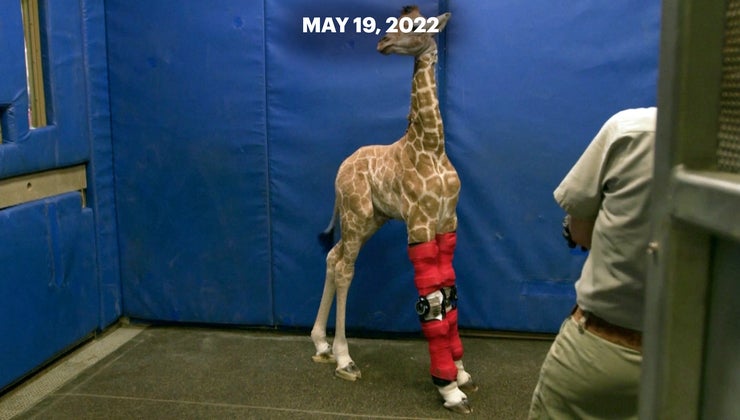 Giraffe Leg Braces | WORLD Watch