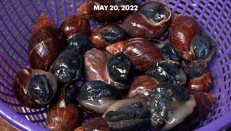 Snail Farming | WORLD Watch