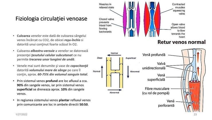 Venele membrelor inferioare. Aspecte morfofunctionale, epidemiologice ...