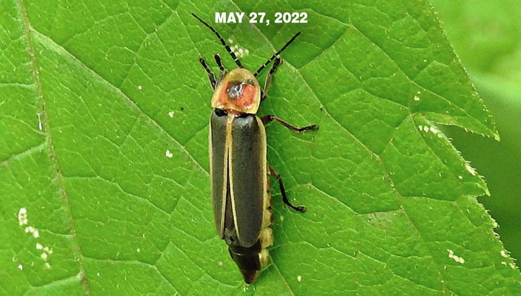 Fireflies | WORLD Watch