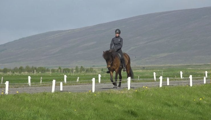 Gormur frá Þúfum | IS2014158160 | FIZO22 | 08 | Alendis