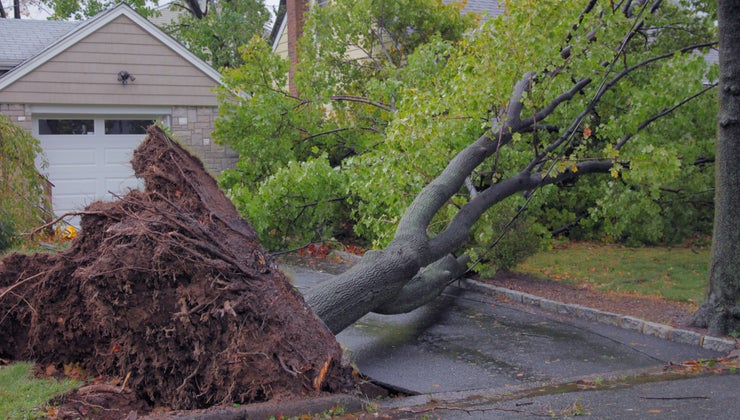 How to Handle Tree Claims as an Insurance Adjuster