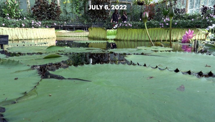World's Biggest Lily Pads Discovered | WORLD Watch