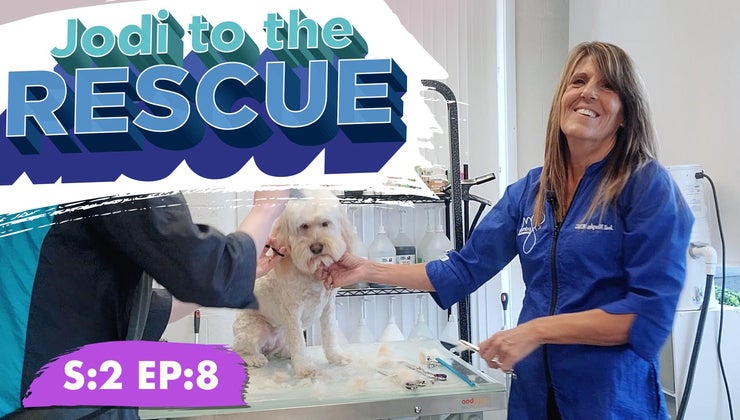 S2|E8: To Shave or Not to Shave | Matted Cockapoo | Jodi Murphy ...