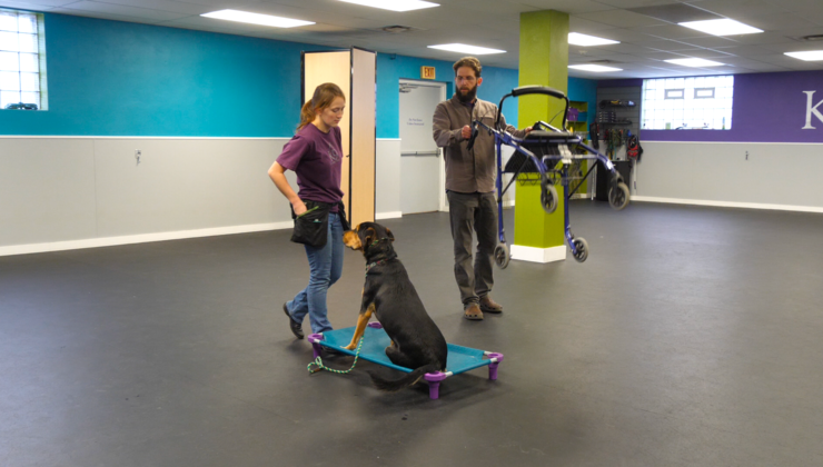 Desensitization Hack for Dog Training