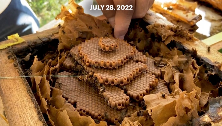 Brazilian Bees | WORLD Watch