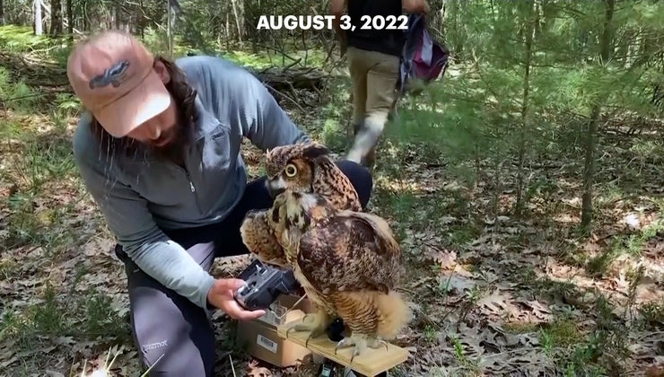 Robo Bird | WORLD Watch