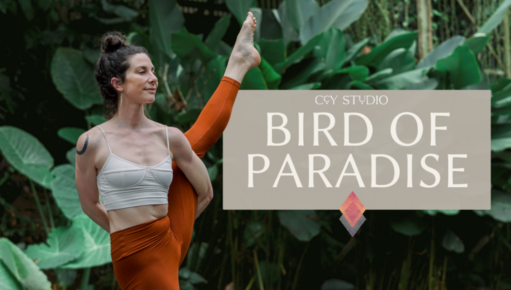 Exploring: Bird of Paradise (Aug 22) | CCY Studio