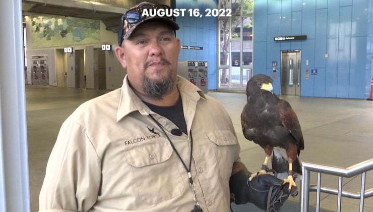 Pac Man the Pigeon Chaser | WORLD Watch