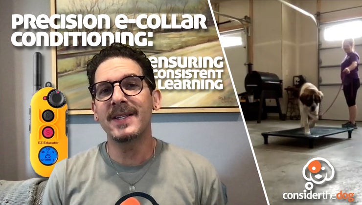 Precision E Collar Conditioning Ensuring Consistency