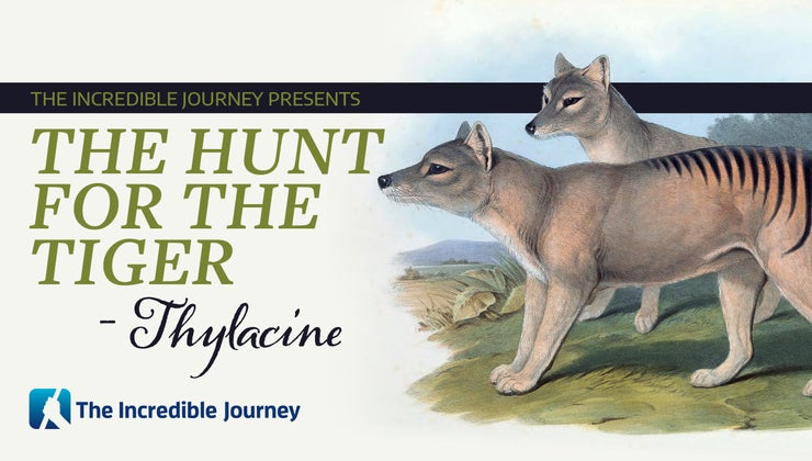 The Hunt for the Tiger | Adventist Review Video