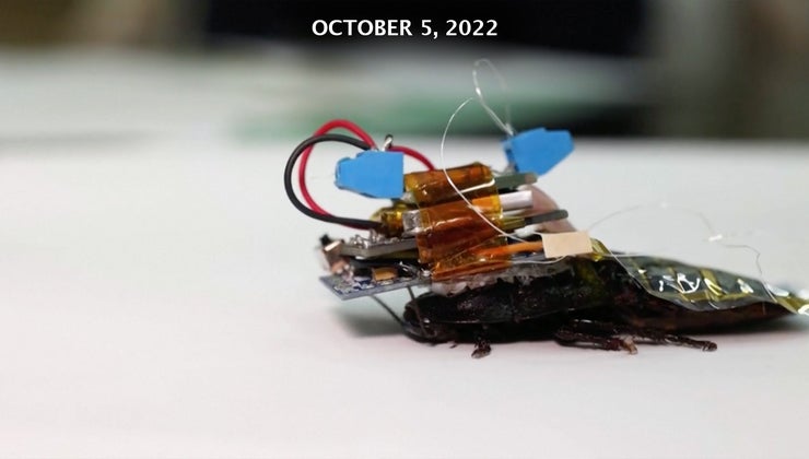 Cyborg Roaches | WORLD Watch