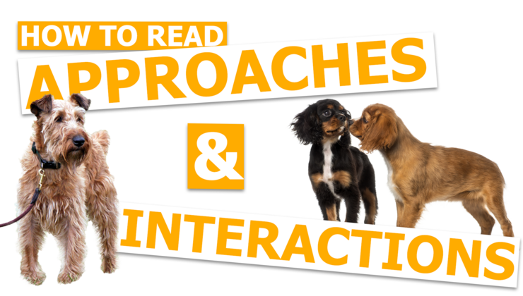 How to read dogs socialising and approaching