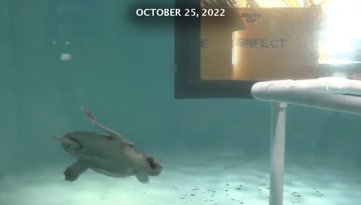 Saving the Sea Turtles | WORLD Watch