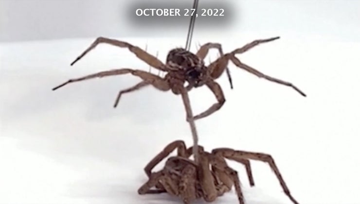 Zombie Spiders | WORLD Watch
