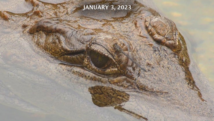 Queensland Crocs | WORLD Watch