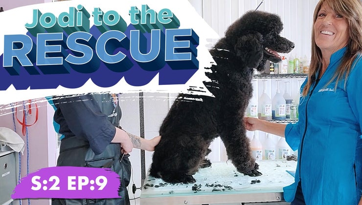 S2|E9: Scissoring 101 | Grooming A Poodle Puppy | Jodi Murphy ...