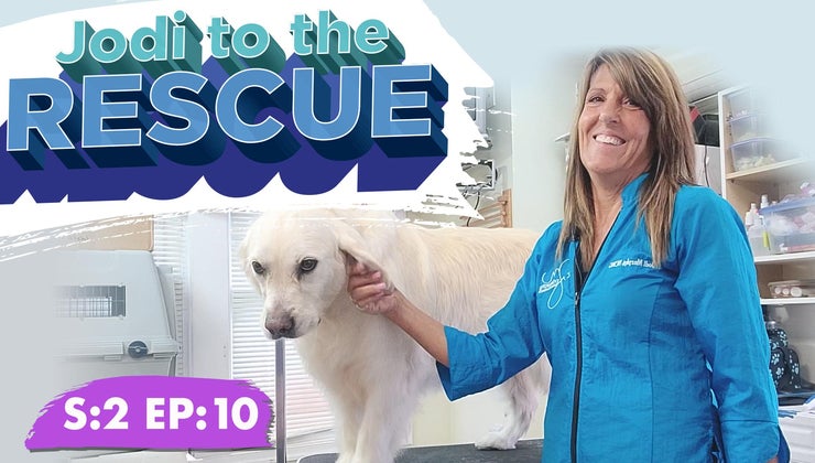 Video: Dog Bather Learns to Groom A Golden Retriever | Jodi Murphy ...