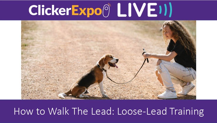 How to Walk The Lead: Loose-Lead Training | Video on Demand by Karen ...