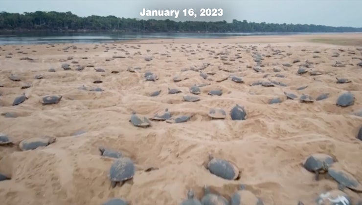 Giant River Turtles | WORLD Watch