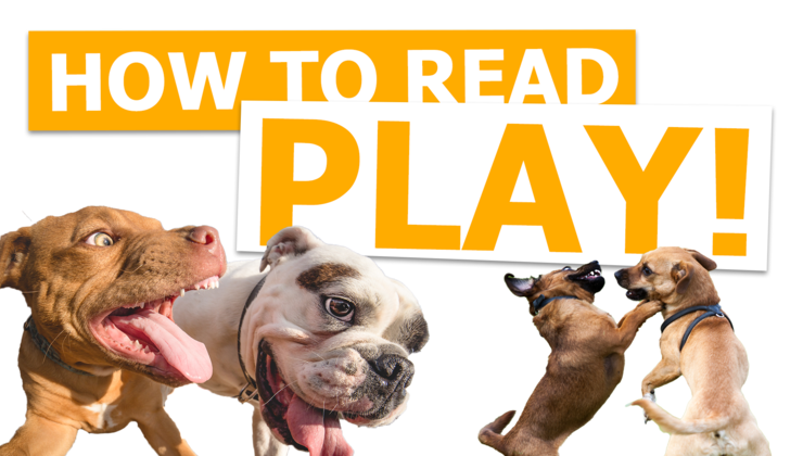 Let's learn one big topic! how to read play!