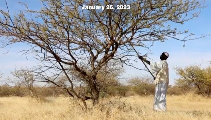 Harvesting Gum Arabic | WORLD Watch