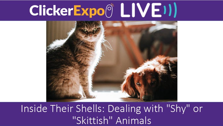 Inside Their Shells: Dealing with "Shy" or "Skittish" Animals | Video ...