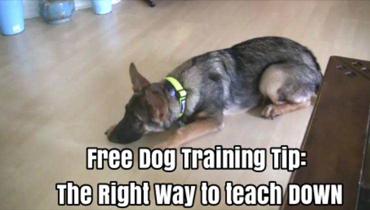 Dog Training Tip: How to teach your dog the down command positive ...