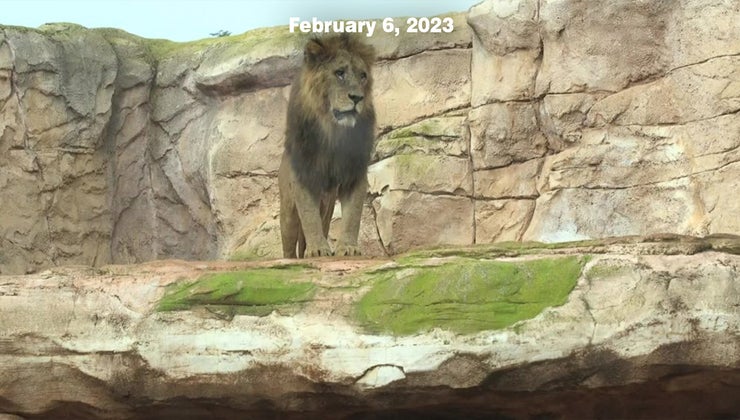 Atlas Lions | WORLD Watch