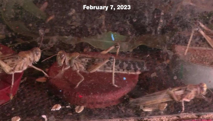 Locust-Robot Hybrid | WORLD Watch