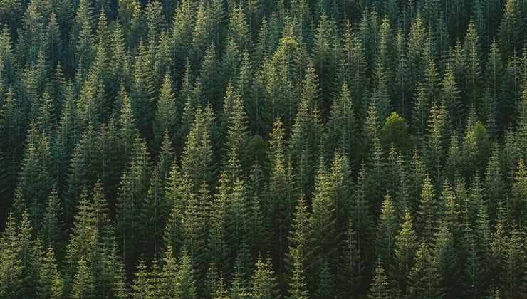 Tema 4 Naaldwoude / Keëldraende Woude | Raising brightness