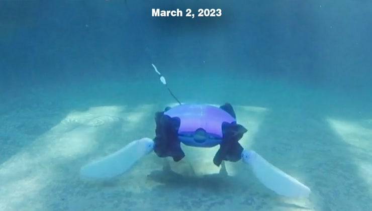 Signature Science: Robotic Turtle | WORLD Watch Schools