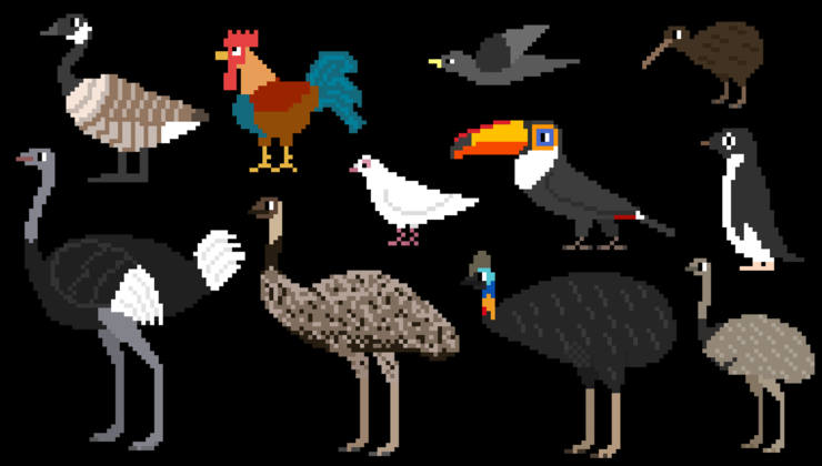 Birds Exclusive | The Kids' Picture Show